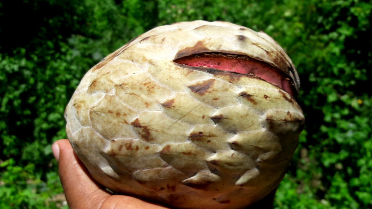 🌳beneficios y propiedades de la ilama,asi se produce🥝 - YouTube