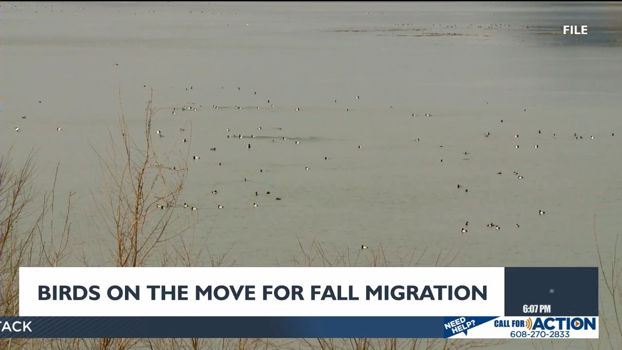 Birds on the move for fall migration - YouTube