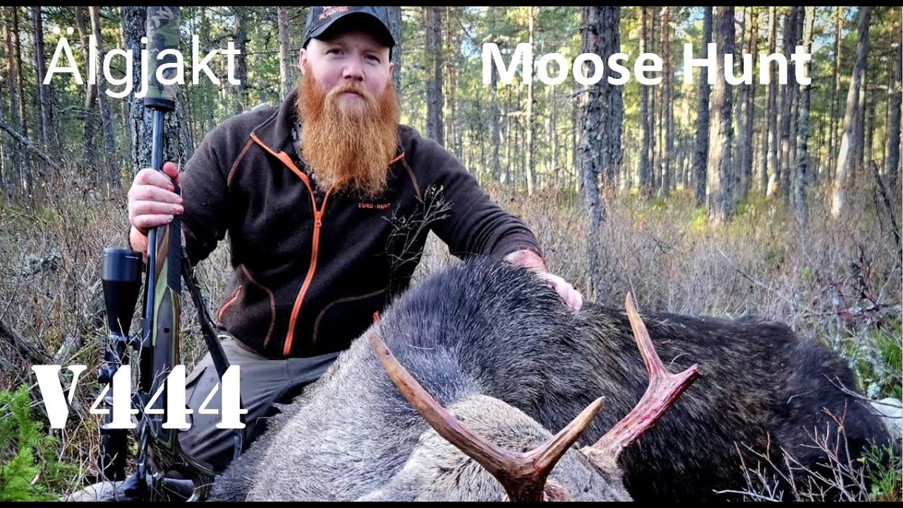 Moose Hunt In Sweden / Älgjakt!, with Per Kristensen V444 - YouTube