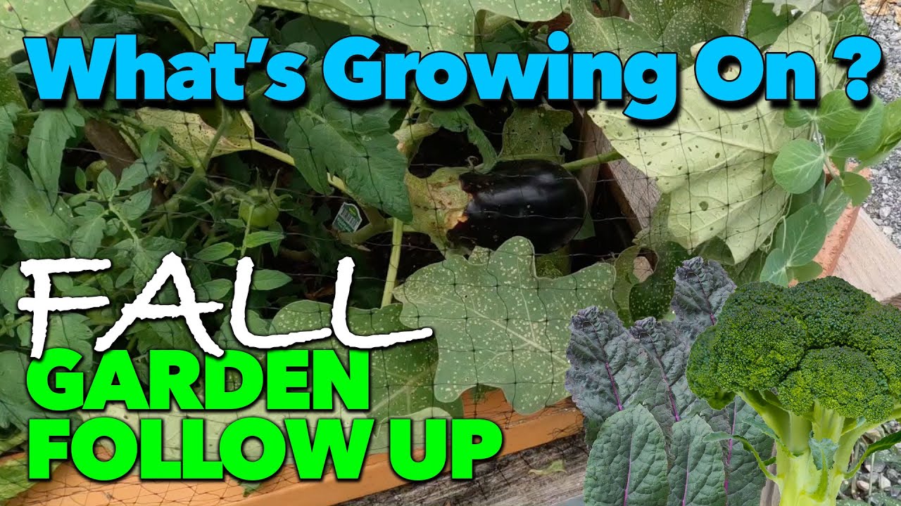 Discover The Autumn Buzz At The Community Garden! - YouTube