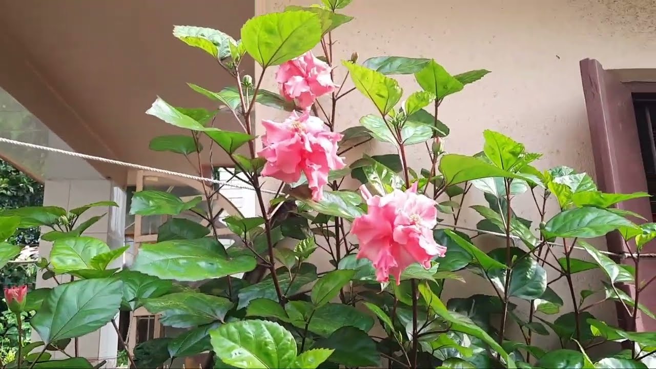 Hibiscus plant care growing on the ground // Hibiscus plant care ...