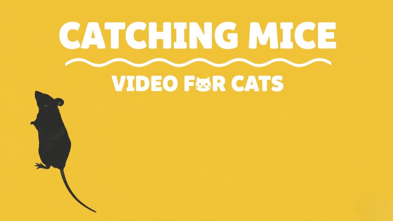 Cat Games – Epic Mouse Chase! Fun Video for Cats & Dogs to Watch. - YouTube
