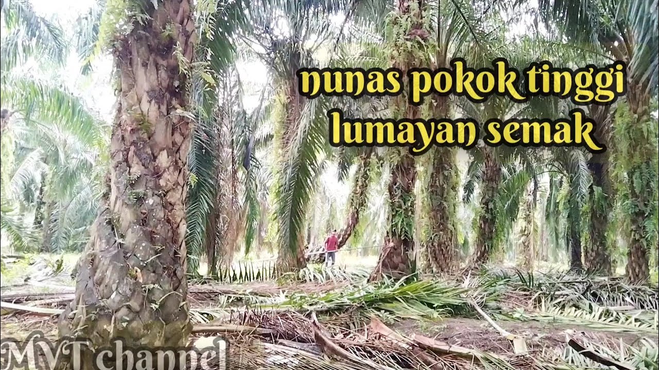 nunas pokok tinggi lumayan semak@#MYT channel - YouTube