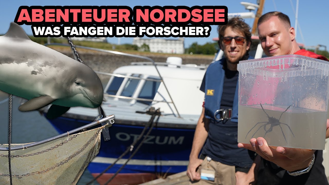 Gibt es Wale & Seespinnen in Deutschland? - Fischnerd auf dem ...