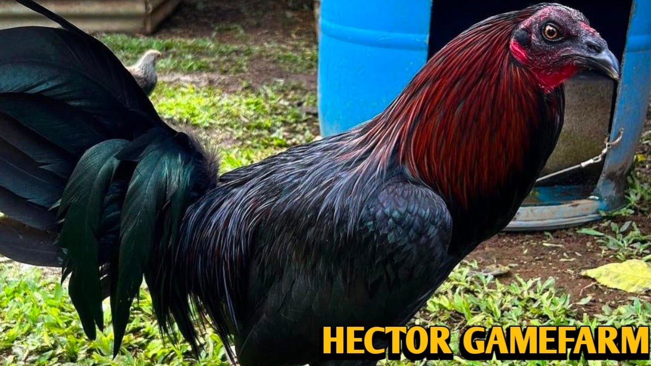 Hatch Sweater Blueface - HECTOR FARM - YouTube