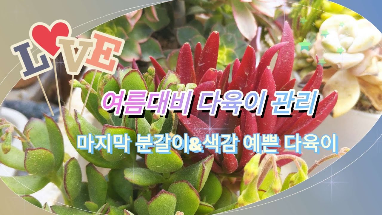 5월1일 여름대비🏖️ 다육이 관리🌵 이렇게 하고 있어요🍄물이 드는 다육이and 물이 빠지고 있는 다육이and 마지막 분갈이 끝 옥상다육이 다육이키우기 Succulents