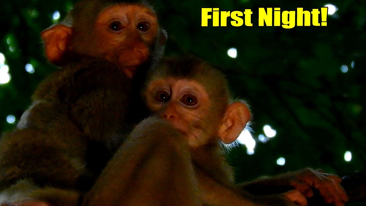 New Update! F-irst Night And F-irst Day For New Abandoned Monkey In ...