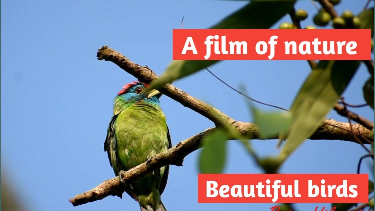 A nature film|natural birds|beautiful cinematic video of nature|back to ...