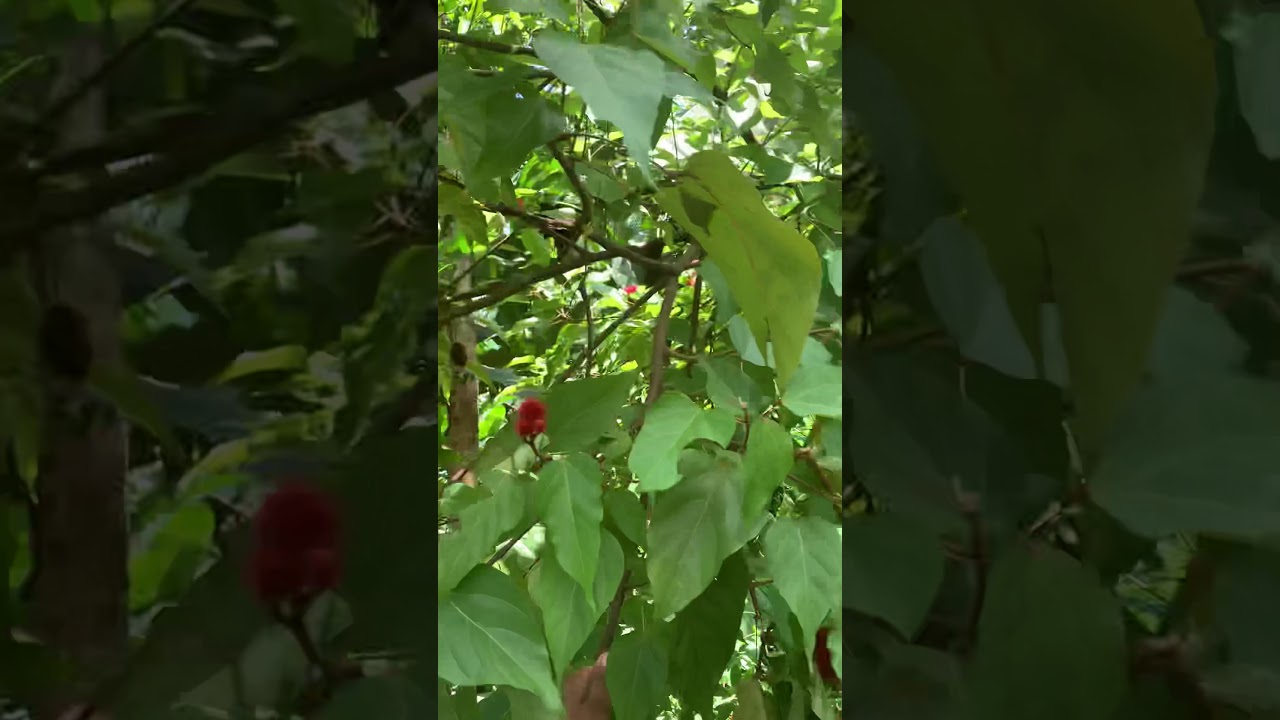 Achuete Tree. also known as Annatto tree ( Jocelyn's Philippine Kitchen ...
