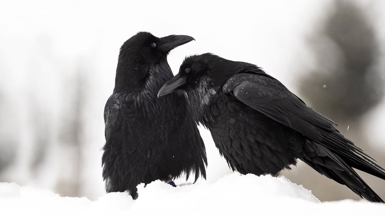 Silent Connections: The Incredible Social Life of Ravens - YouTube
