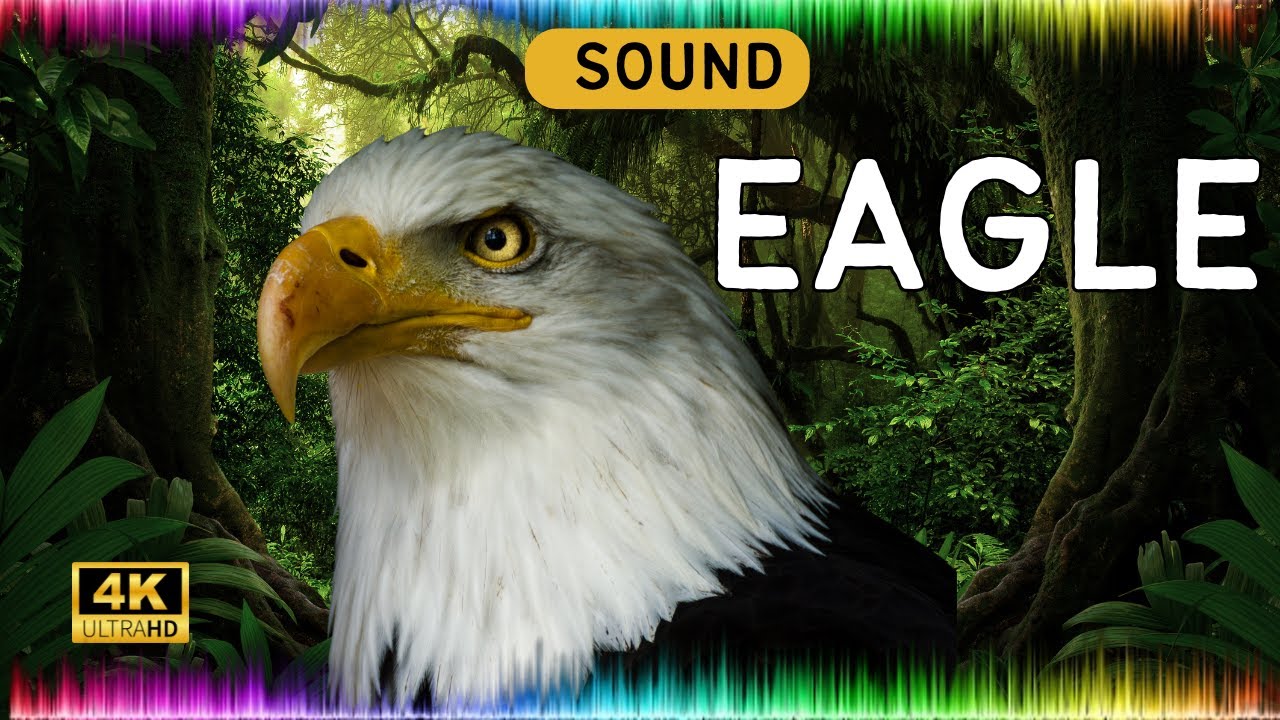 Sound of The Eagle - Eagle Sound Effects l Animal Sounds - YouTube