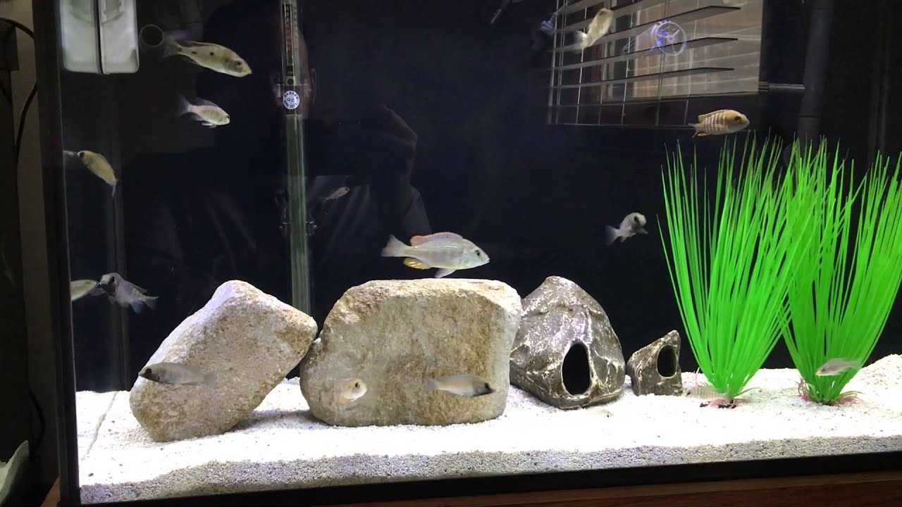Live Fish Direct (1st order) Update - YouTube