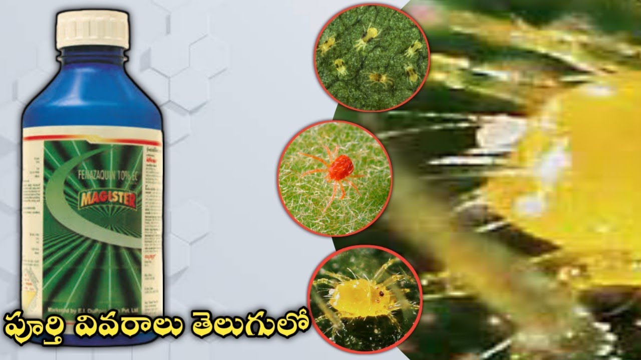 67Fenazaquin 10%Ec|Magister Insecticides|Dupont india Pvt.Ltd| Rythu ...