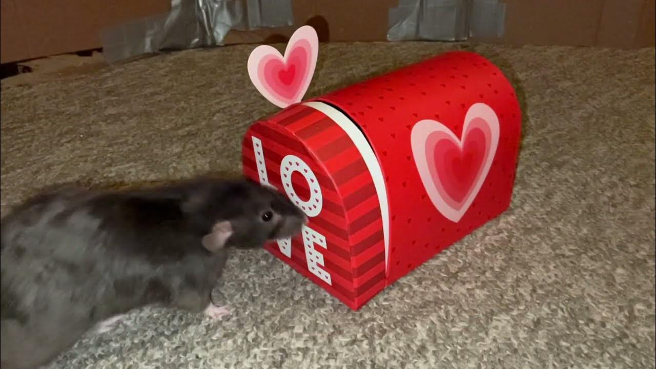 My smart pet rat Cracker practicing her "fetch the mail" trick...a flip-flop counts as mail ...