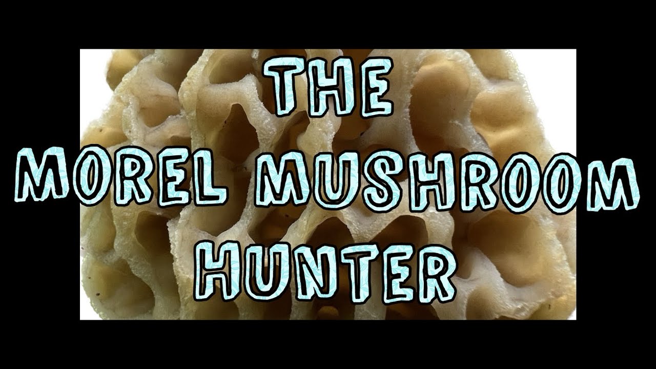 THE MOREL MUSHROOM HUNTER, #morelmushrooms, #foraging, #morels - YouTube