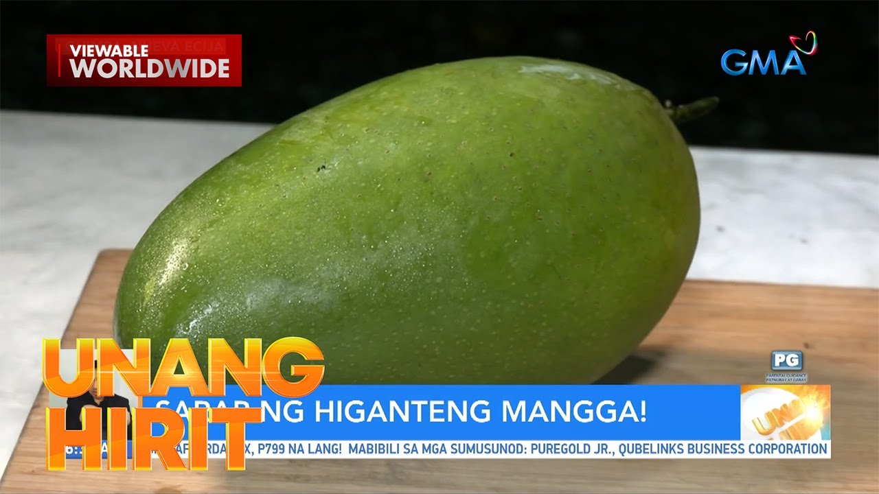 Higanteng mangga sa Nueva Ecija, isang kilo kada piraso?! | Unang Hirit ...