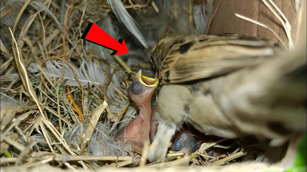 Mother Sparrow trying to sit on the babies @AnimalsandBirds107 - YouTube