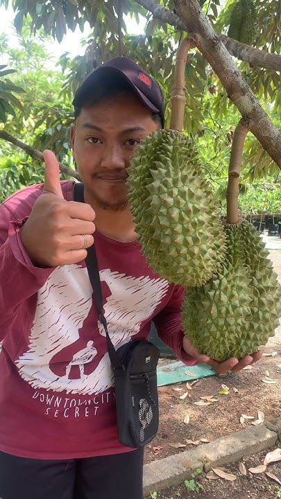 Durian Bawor Daging super Tebal #shorts - YouTube