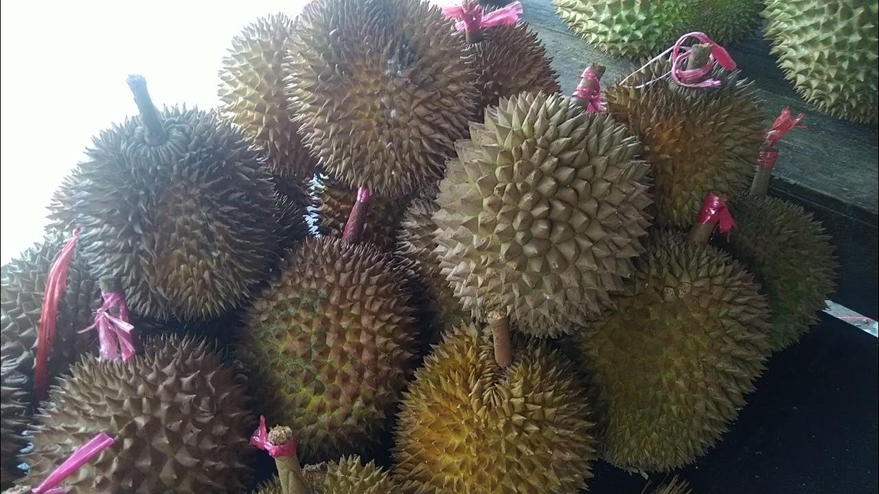 Durian Montong bojonegoro Bergaransi - YouTube