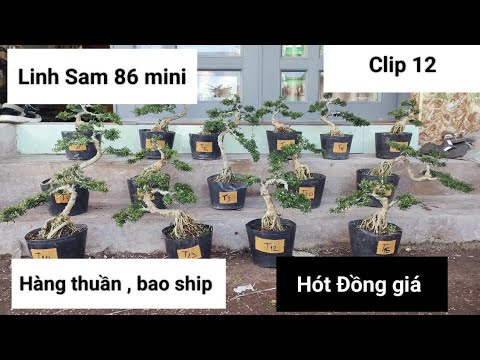 Clip 12. Linh sam 86 mini nhiều dáng thế .. ☎️ 0896.667.660 (zalo) Duy ...