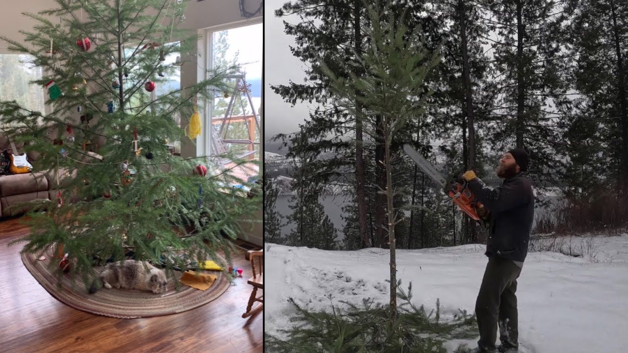 BRILLIANT way to UP-CYCLE your CHRISTMAS TREE 🎄 - YouTube