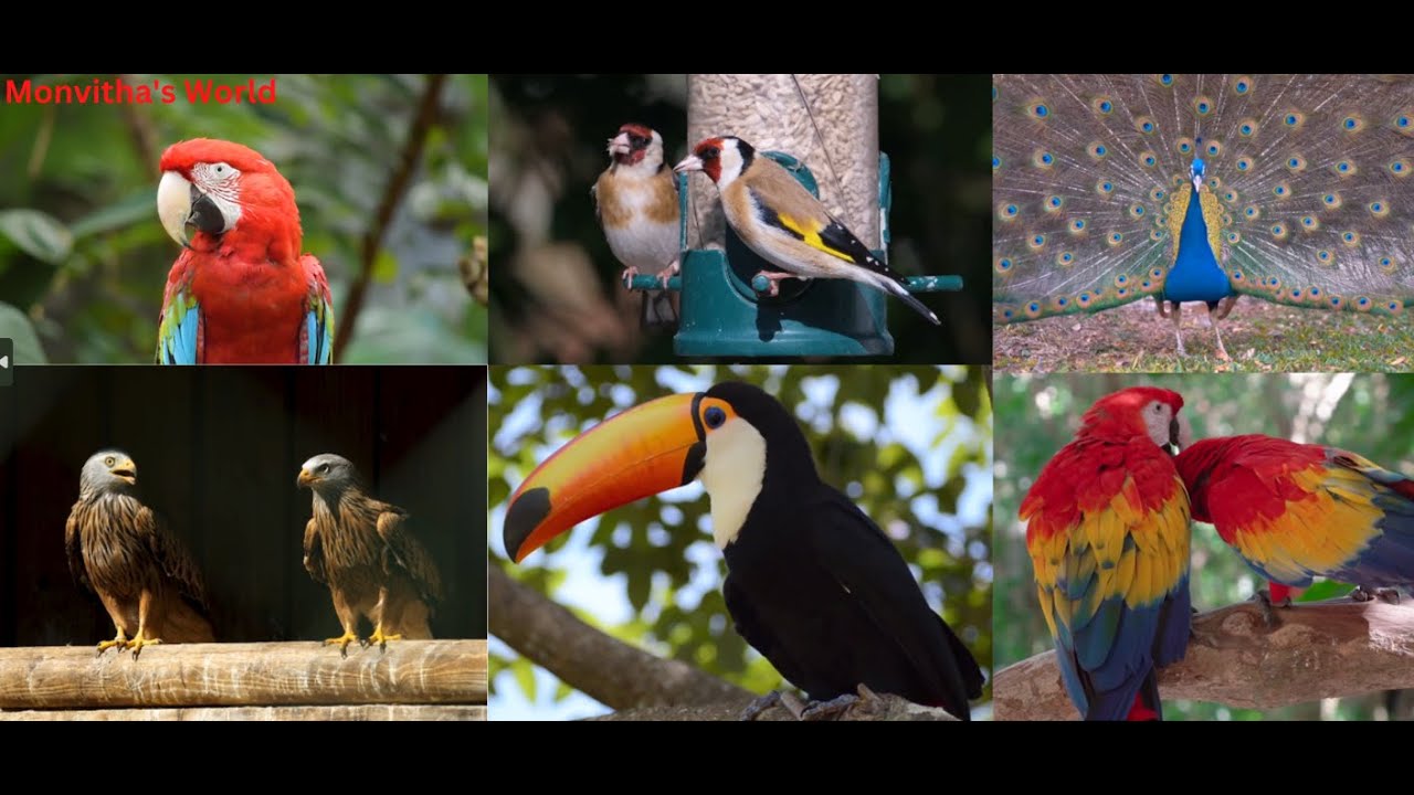 "The Most Fascinating World of Birds of Prey : A Closer Look at Parrots ...