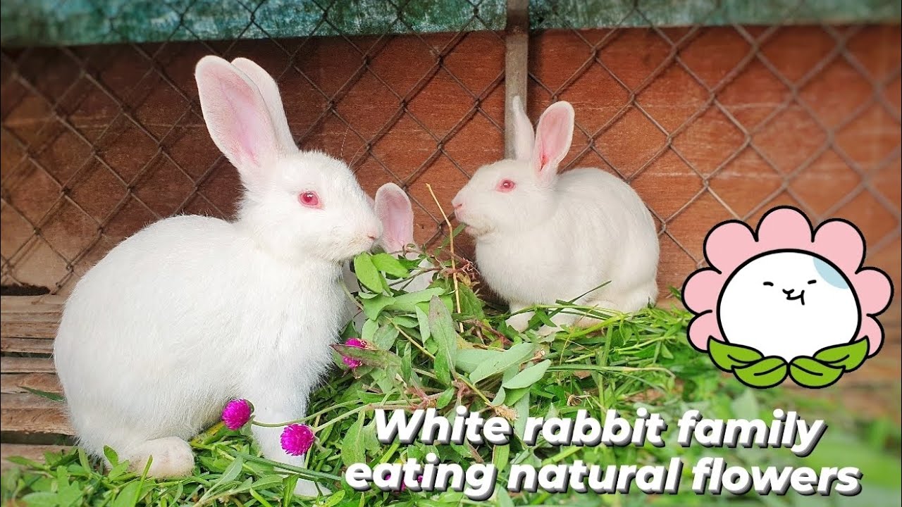 White bunny eating flower?? / Cute bunnies family can eating... 🌺🌺 # ...