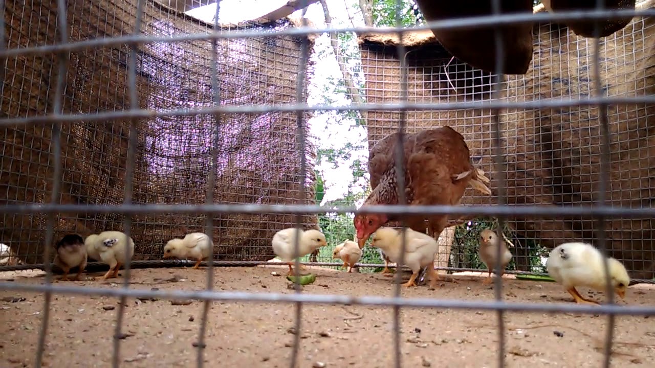 Country chicken farming - Day 5 - YouTube