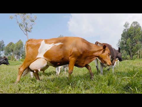 Igishengo kwa Eslon hari amaronko #umwirongi #igishengo #inka - YouTube