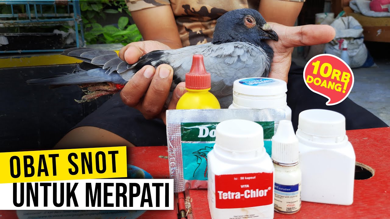 CARA MENGOBATI MERPATI BURUNG MERPATI SAKIT SNOT - AMPUH & CEPAT SEMBUH ...