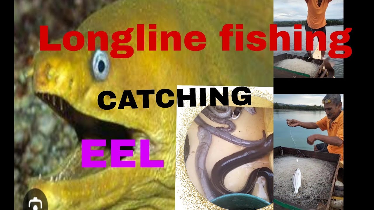 Longline Fishing or Kitang Catching Eel..Fishing in Philippines - YouTube