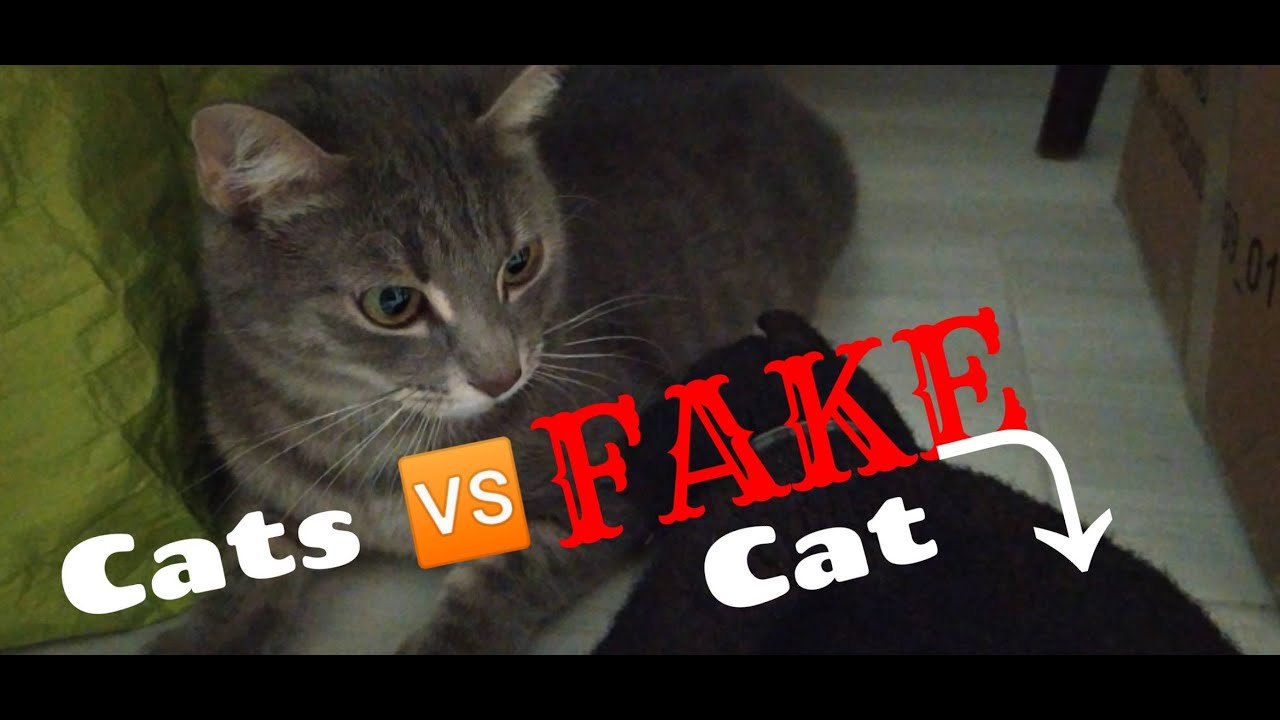 Cats 🆚 FAKE Cat - YouTube