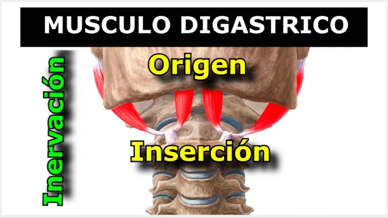 Musculo Digastrico: #Origen #Inserción #Inervación - YouTube