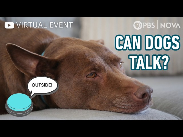 Transcript of Can Dogs Talk? 🐕 💬 A Deep Dive with Christina Hunger ...