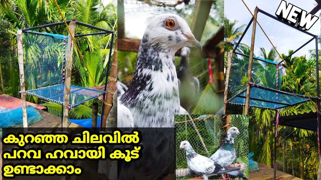 കുറഞ്ഞ ചിലവിൽ പറവ ഹവായി കൂട് ഉണ്ടാക്കാം Parava training cage making ...