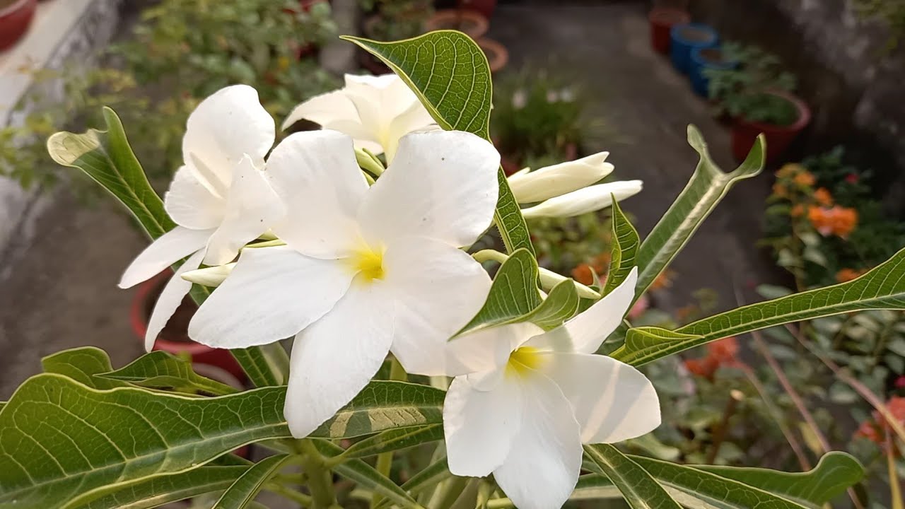 Nag champa plant care (Plumeria Pudica care) || nag champa ka dekhbhal ...