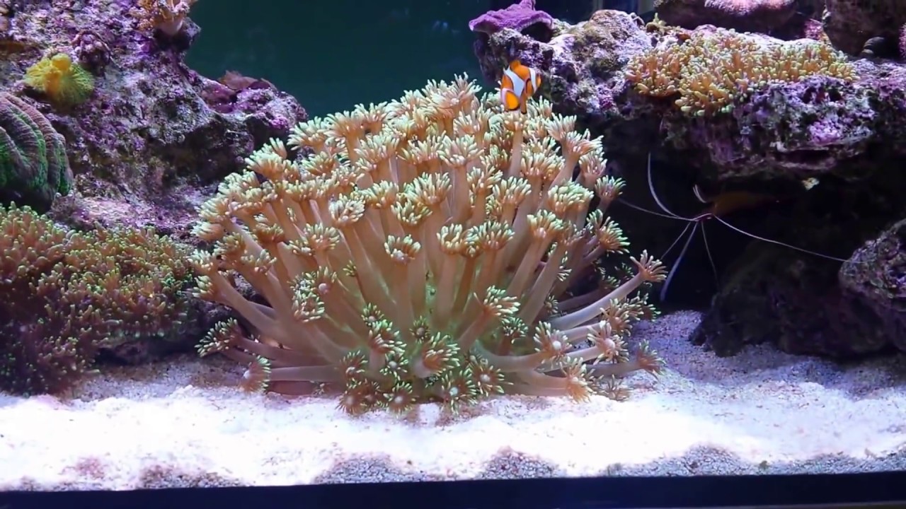 Reef Tank with Maxspect Razor R420R LED - YouTube