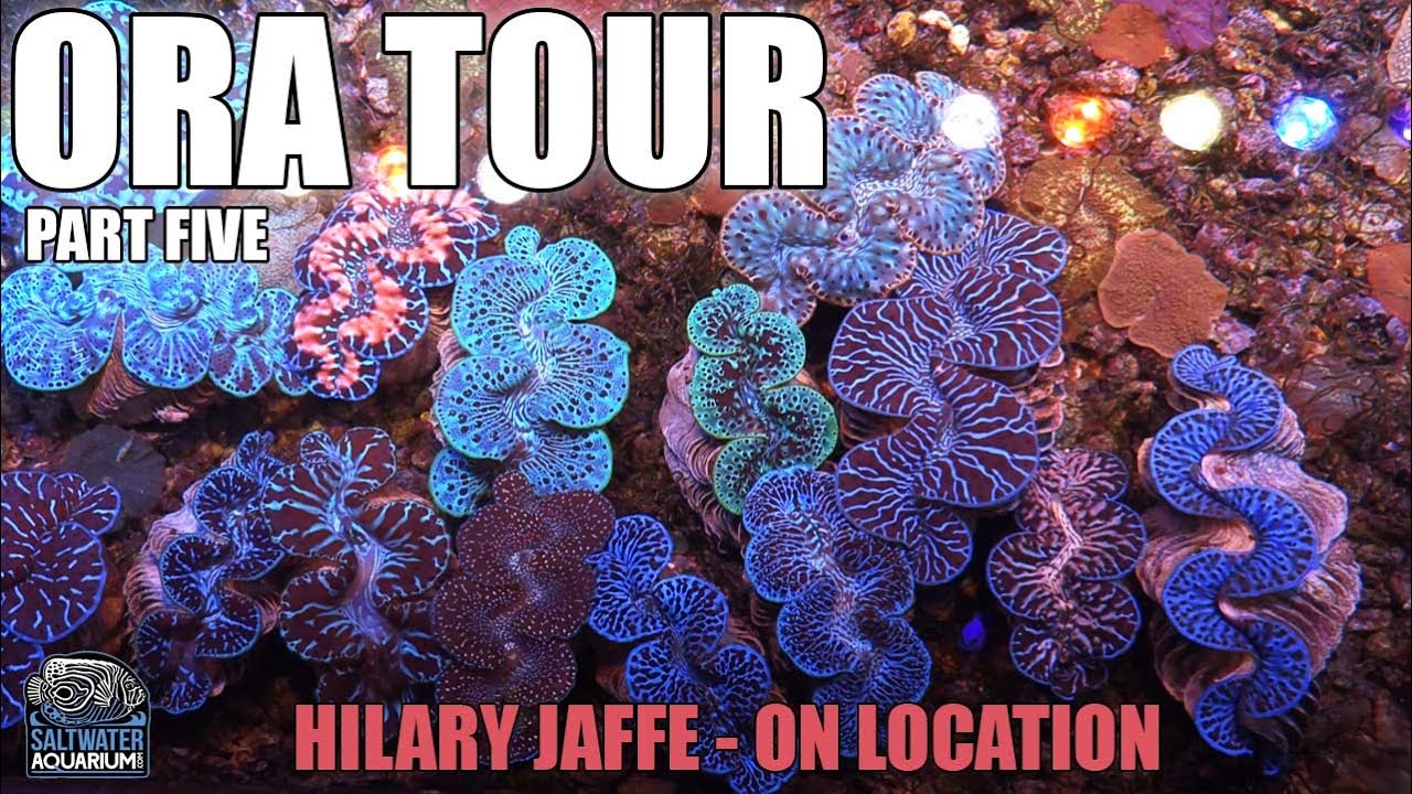 HOW Fish & Corals Are Shipped - ORA Tour- Part 5 - Hilary Jaffe On ...