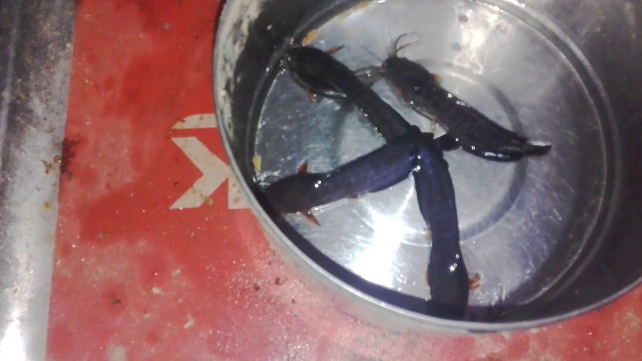 বায়োফ্লকে ২৪ দিনে দেশি মাগুরের ওজন দেখুন- Biofloc old water catfish ...