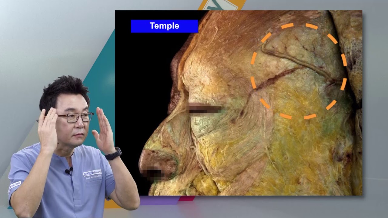 Chapter 3. Clinical anatomy for the temple augmentation procedure (I ...
