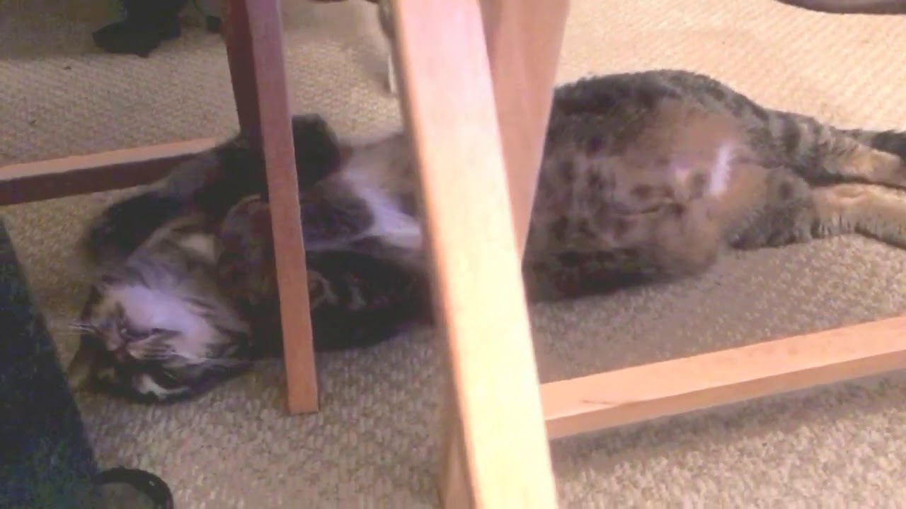 Video Zap • GOLD (☺︎) Cat guilty and shameless appearance GSP160 ...