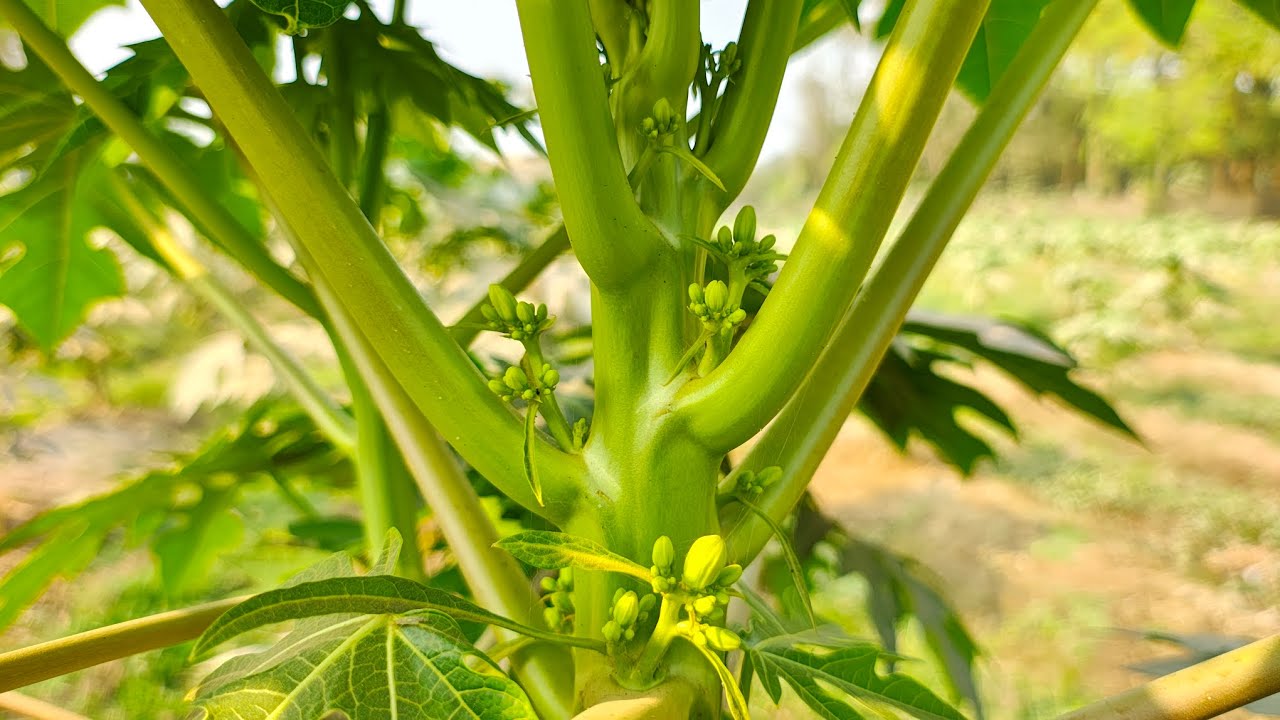 পেঁপের সাথে বস্তায় আদা চাষ ফলন হবে আঠারো মাস ll bostay ada chas ll ...