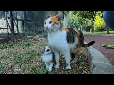 Kitten asking milk from her mommy (Long version)