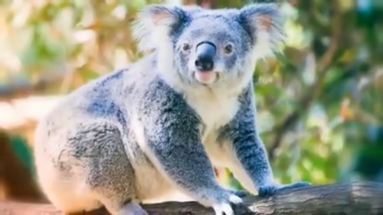 10 most beautiful wild animals keeps as pet - YouTube