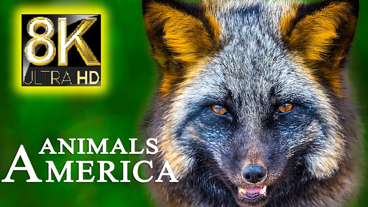 THE MOST BEAUTIFUL ANIMALS IN AMERICA 8K ULTRA HD - YouTube