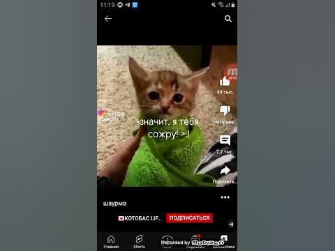 котошаурма🤣😂#шаурма #кот - YouTube