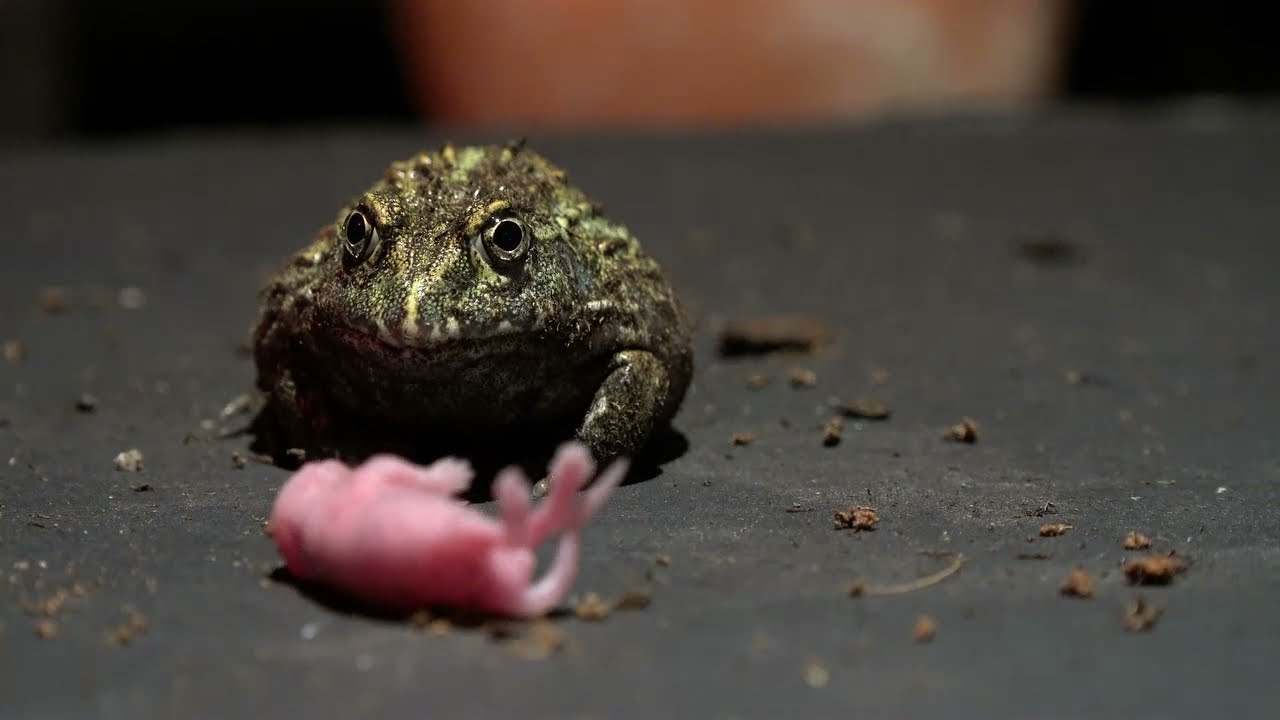 Squishy pink mice eaten by pixie frogs/***warning live feeding*** - YouTube