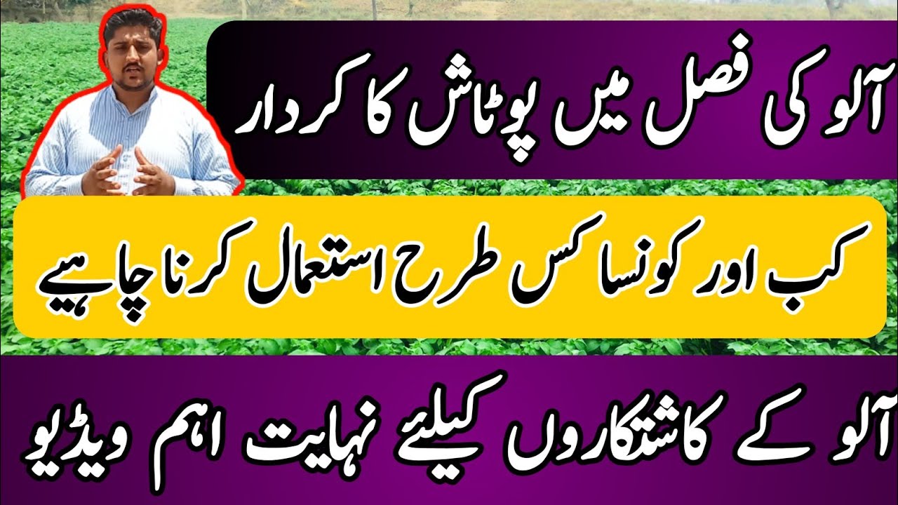 How to use of potash in potato | Role of potash in potato crop ...