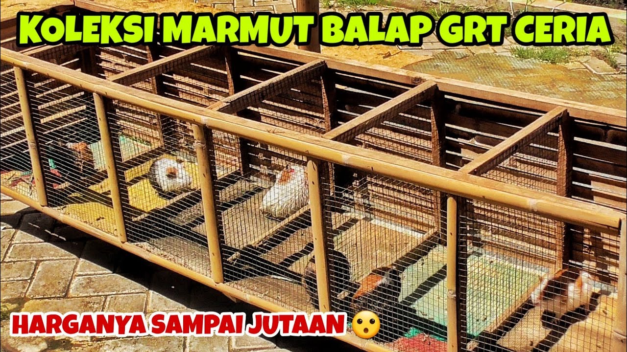 REVIEW MARMUT BALAP GAGAK RIMANG JAWA || TOTAL HARGANYA JUTA'AN 😲 - YouTube