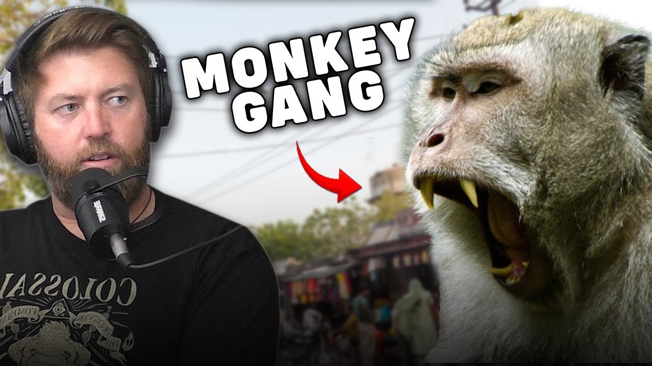 Monkey Gang Attacks Dogs in India - YouTube